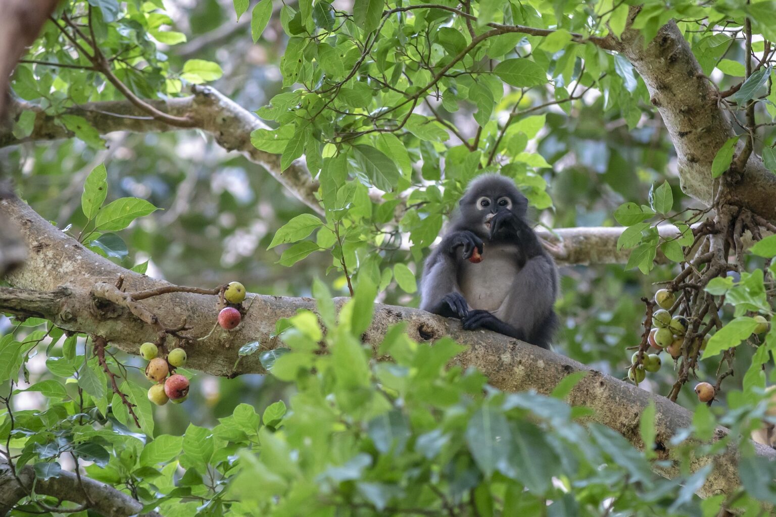 Dusky leaf monkey (Trachypithecus obscurus) - Wildpix